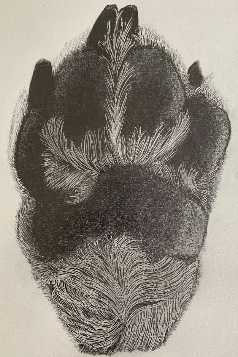 Paws for Effect – 22nd & Olive